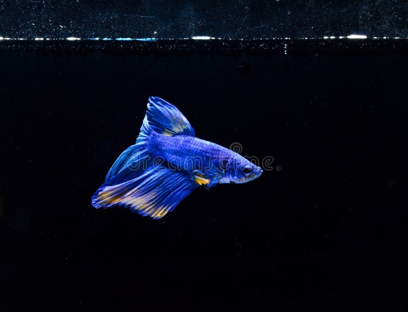 Beautiful Betta Fish Swims in Aquarium Stock Image - Image of cute ...