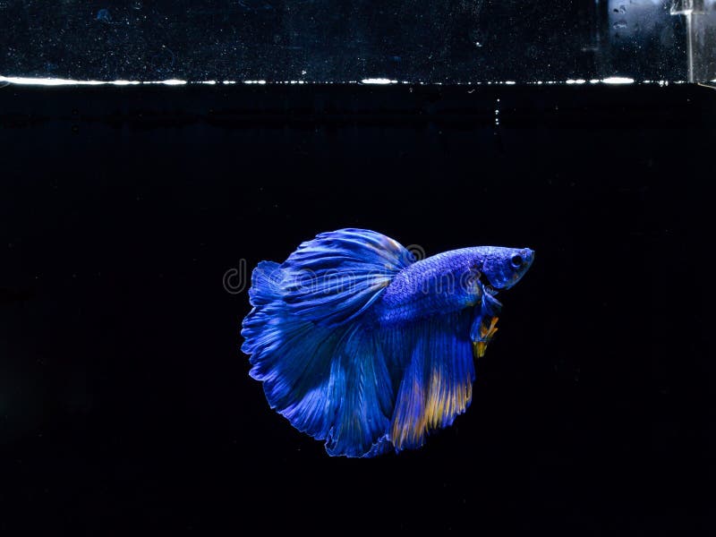 Beautiful Blue Betta Fish Swims in Aquarium Stock Image - Image of ...