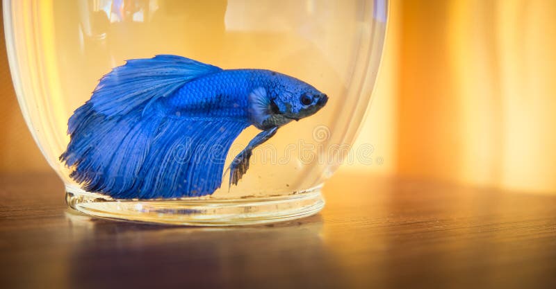 Beautiful Blue Betta Fish in Tank Stock Photo - Image of motion ...