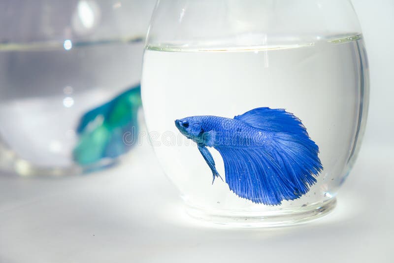 Beautiful Blue Betta Fish in Tank Stock Image - Image of environment ...