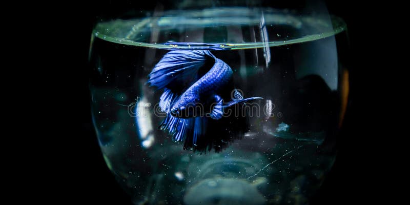 Beautiful Blue Betta Fish in Tank Stock Image - Image of animal, fish ...