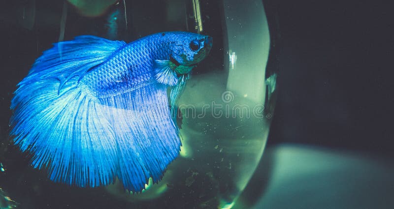 Beautiful Blue Betta Fish in Tank Stock Image - Image of hunter, dozen ...