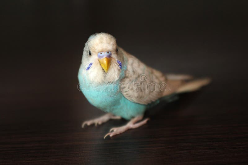 Beautiful Blue Budgie Parrot Sitting on the Table Stock Photo - Image ...