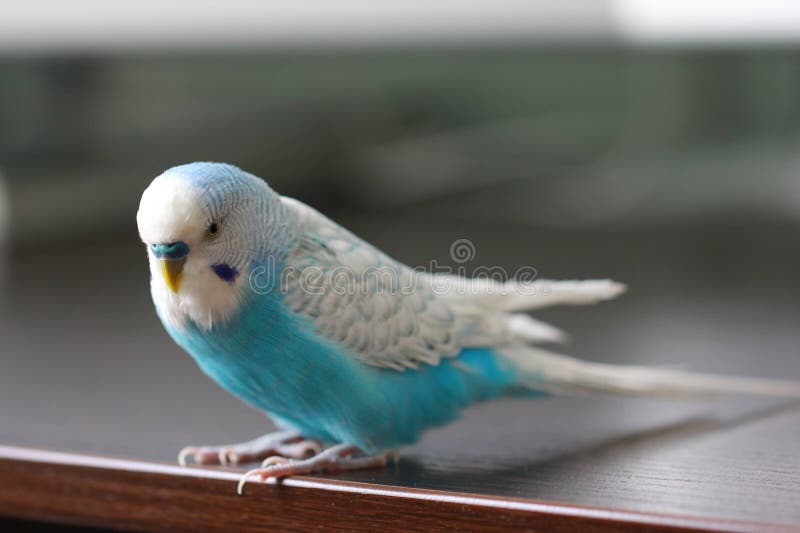 Beautiful Blue Budgie Parrot Sitting on the Table Stock Image - Image ...