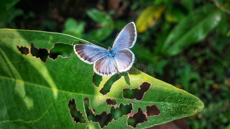 Beautiful blue butter fly stock image. Image of invertebrate - 255367091