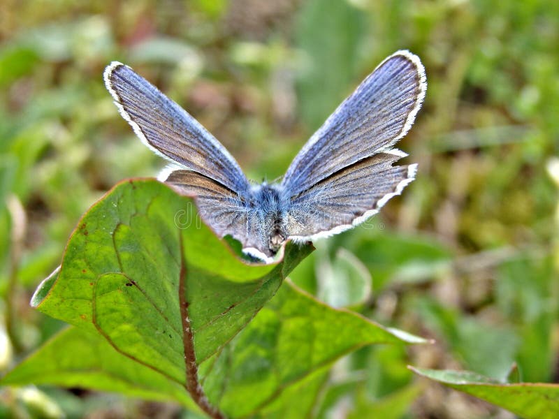 Beautiful blue butterfly stock image. Image of butterfl - 184213827
