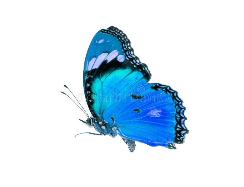 Beautiful Blue Butterfly Flying Isolated on White Background. Stock ...