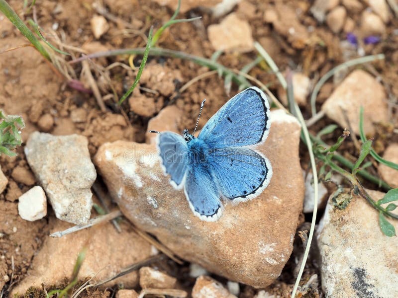 Beautiful Blue Butterfly in Greece in Spring Stock Photo - Image of ...