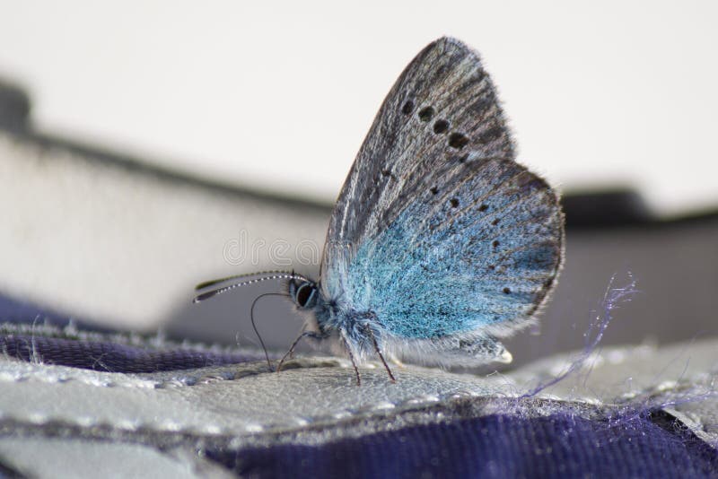 Beautiful Blue Butterfly Insect Bright Close-up on White Stock Image ...