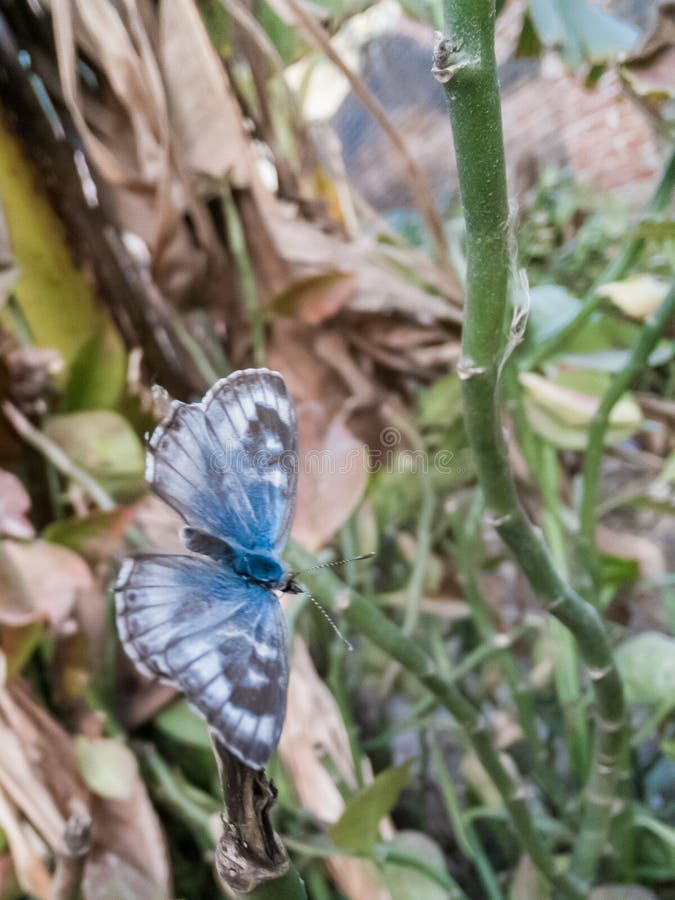 A Beautiful Blue Butterfly on a Plant - Biological Diversity Concept ...