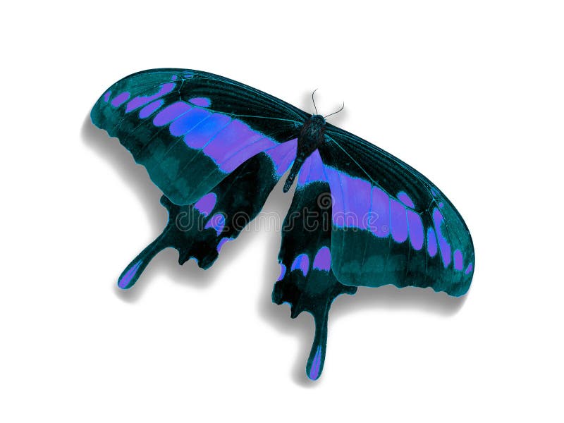 Beautiful Blue Butterfly with Shadow Isolated on White Background Stock ...