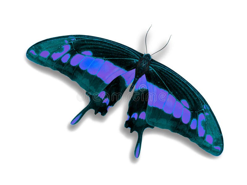 Beautiful Blue Butterfly with Shadow Isolated on White Background Stock ...