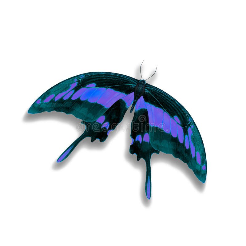 Beautiful Blue Butterfly with Shadow Isolated on White Background Stock ...