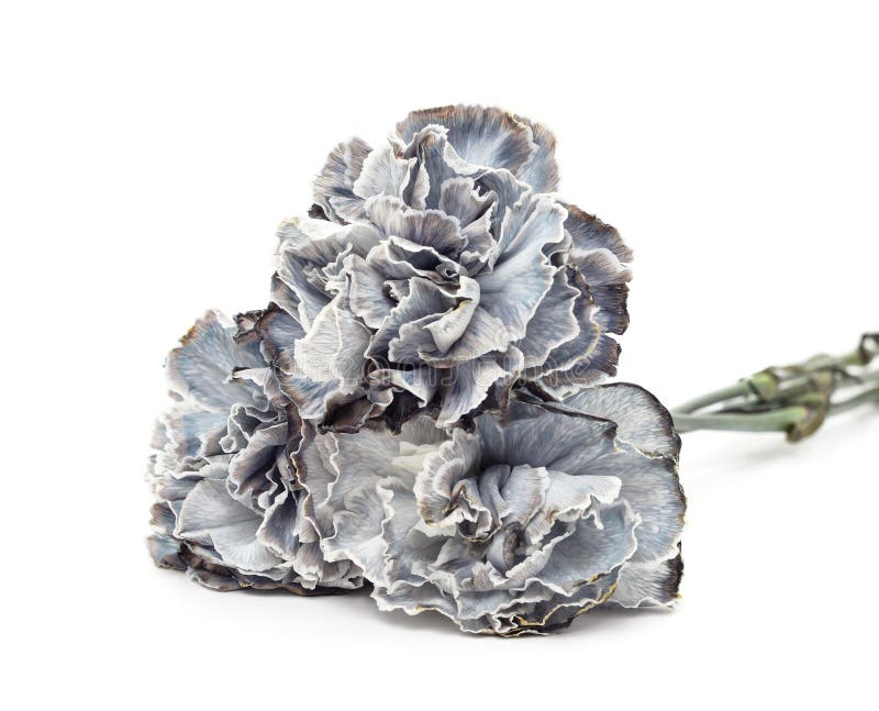 Beautiful blue carnations stock photo. Image of gentle - 248606768