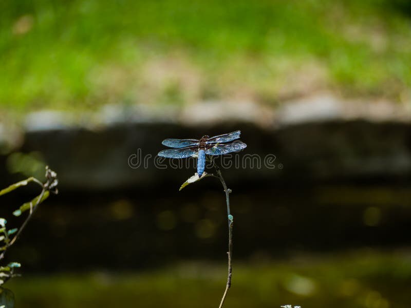 Beautiful blue dragonfly stock photo. Image of odonata - 122569392