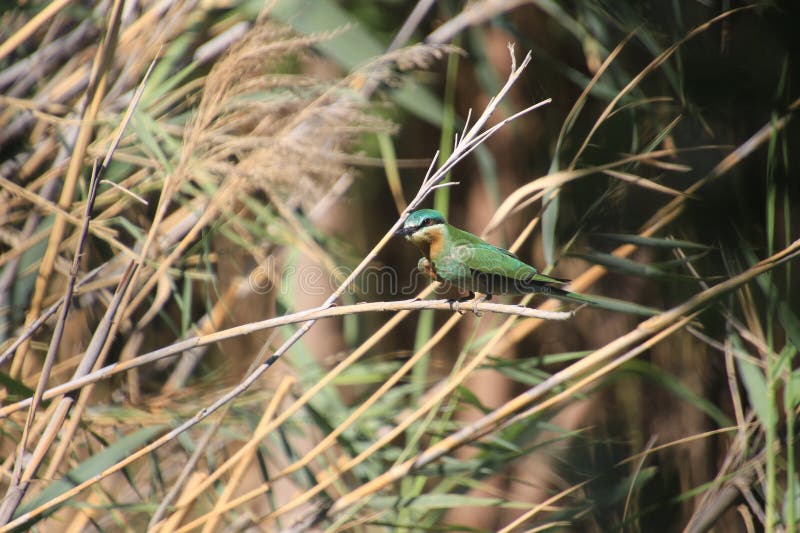 A Beautiful Blue-cheeked Bee-eater Overlooks the Water Stock Image ...