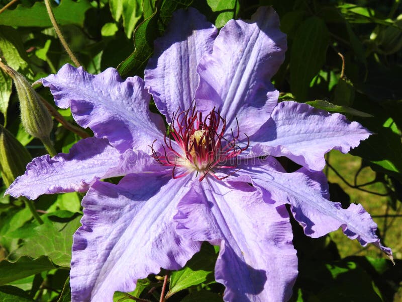 Beautiful Blue Clematis Flower Stock Photo - Image of floral, flora ...