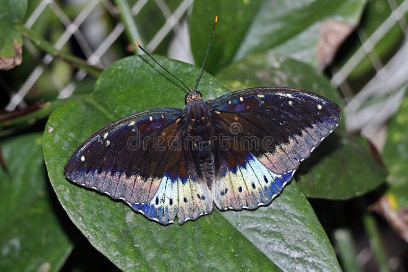 Beautiful Blue Clipper Butterfly Sitting on a Leaf Stock Image - Image ...