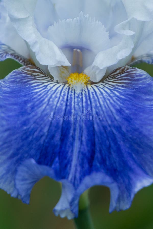 Beautiful blue color iris stock image. Image of multicolor - 98954119