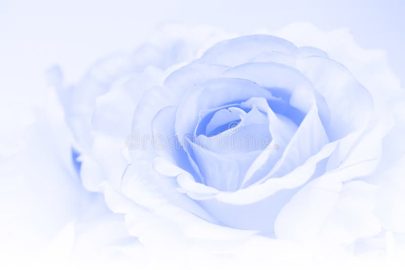 Blue Color Roses in Soft and Blur Style for Background Stock Photo ...