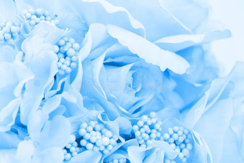 Blue Color Roses in Soft and Blur Style Background for Design Stock ...