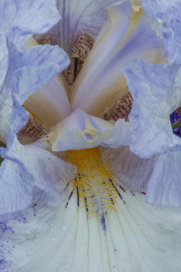 Beautiful blue color iris stock image. Image of iris - 98954585