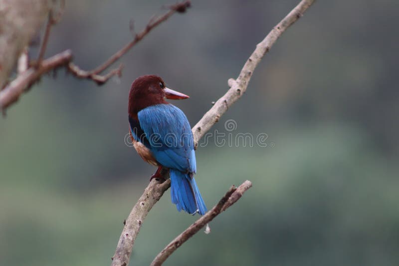 Beautiful Blue Colour Bird on the Tree Stock Image - Image of beautiful ...
