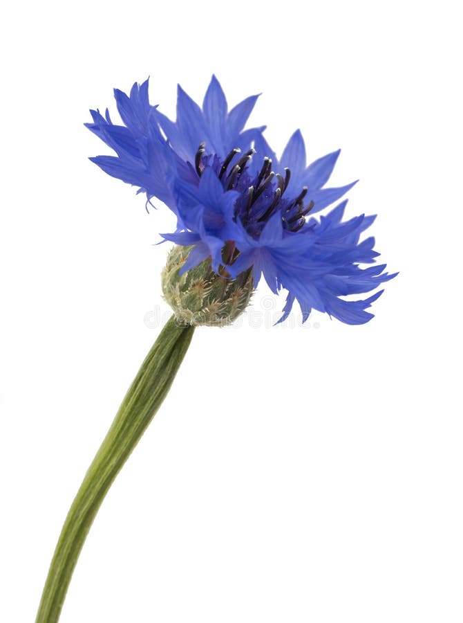 Beautiful Blue Cornflower Isolated on White Background. Selective Focus ...