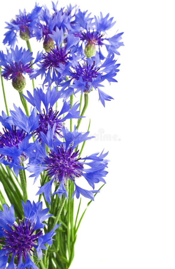 Beautiful Blue Cornflower Isolated on White Background. Selective Focus ...