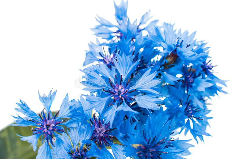 Beautiful blue cornflower stock photo. Image of isolation - 63788756