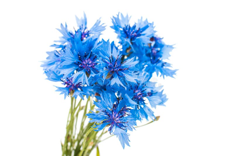 Beautiful blue cornflower stock photo. Image of isolated - 63788874