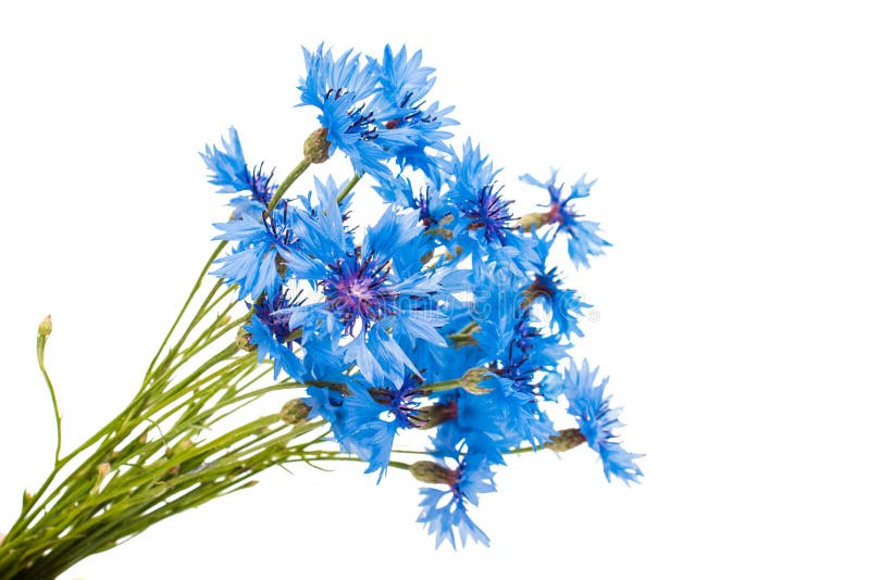 Beautiful blue cornflower stock image. Image of growth - 63789387