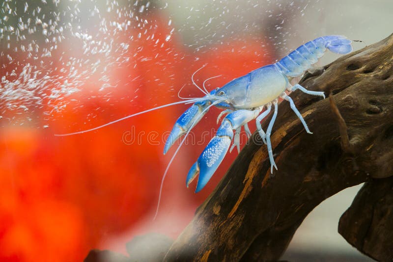 Blue Crayfish Standing Gracefully Stock Photo - Image of food, aquatic ...
