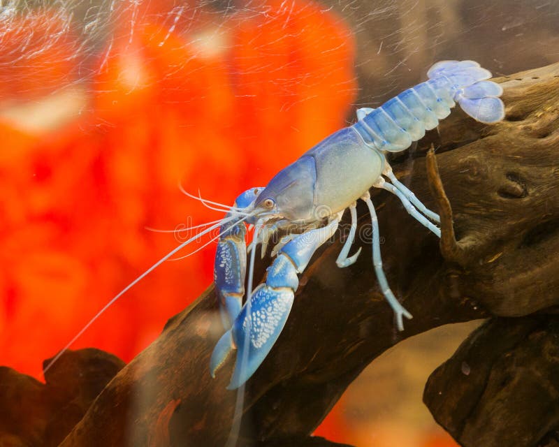 Blue Crayfish Standing Gracefully Stock Photo - Image of natural, lake ...