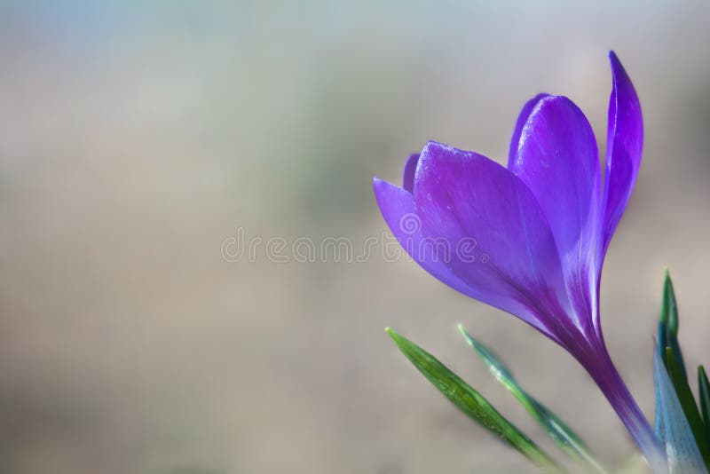 Spring Flower Blue Purple Crocuses on a Sunny Day in a Spray of Stock ...