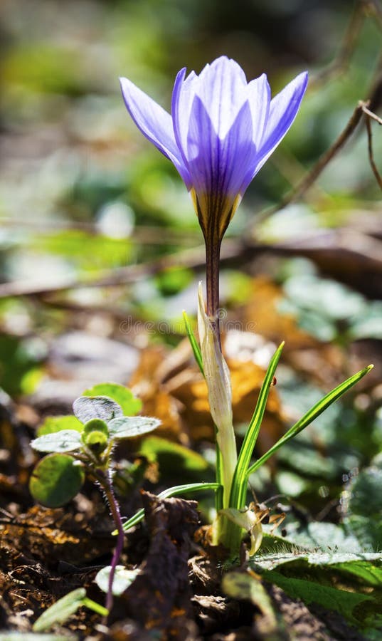 Beautiful Blue Crocus Flower Stock Image - Image of bright, bouquet ...