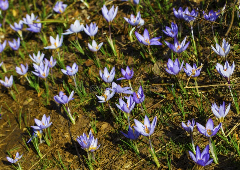 Beautiful Blue Crocus Flowers Stock Photo - Image of beautiful, closeup ...