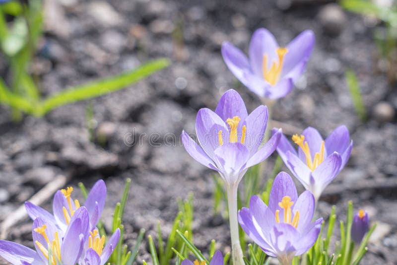 Beautiful Blue Crocus Flowers Close Up As Background Stock Photo ...