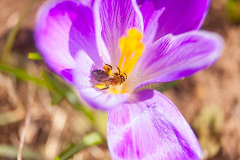 Beautiful Blue Crocus on Green Background Stock Image - Image of ...