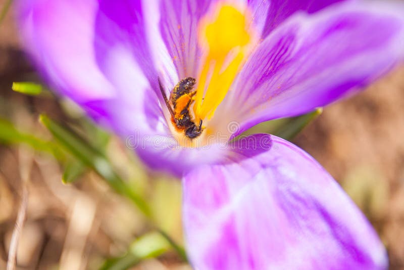 Beautiful Blue Crocus on Green Background Stock Photo - Image of blue ...