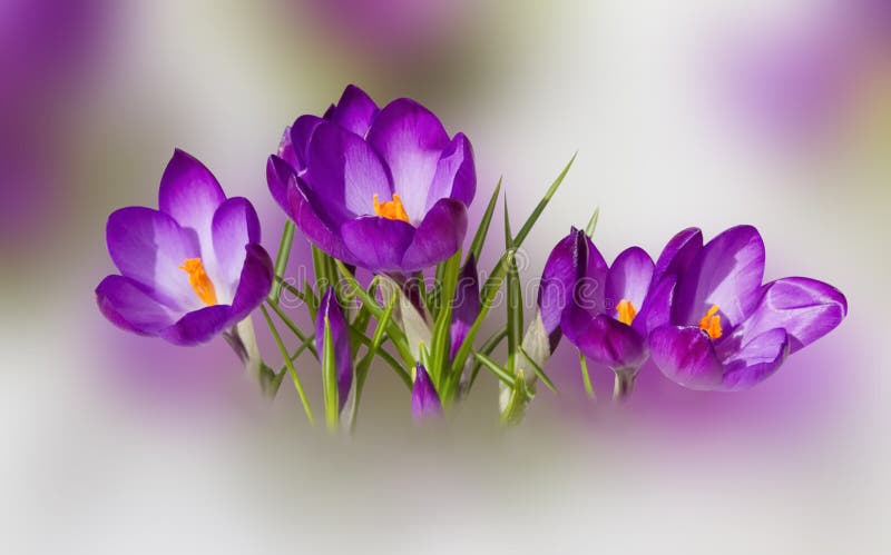 Blue Crocuses on the White Background Stock Image - Image of computer ...