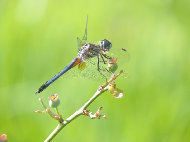 Beautiful Blue Dragonfly stock photo. Image of outside - 42483766