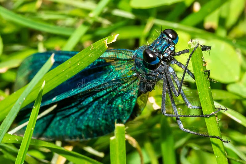 Beautiful Blue Dragonfly on Grass Stock Photo - Image of multi, extreme ...