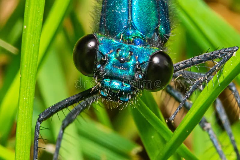 Beautiful Blue Dragonfly on Grass Stock Photo - Image of nature ...
