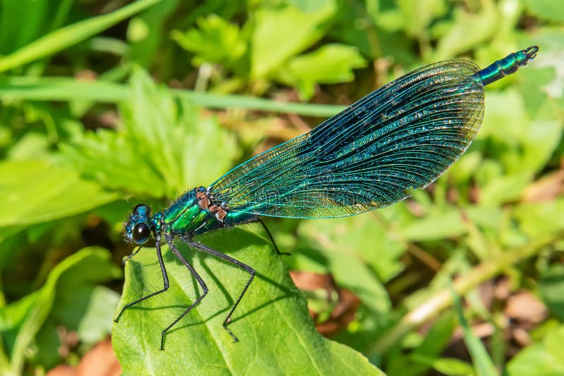 Beautiful Blue Dragonfly on Grass Stock Image - Image of insect ...