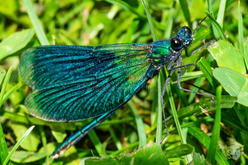 Beautiful Blue Dragonfly on Grass Stock Photo - Image of green ...