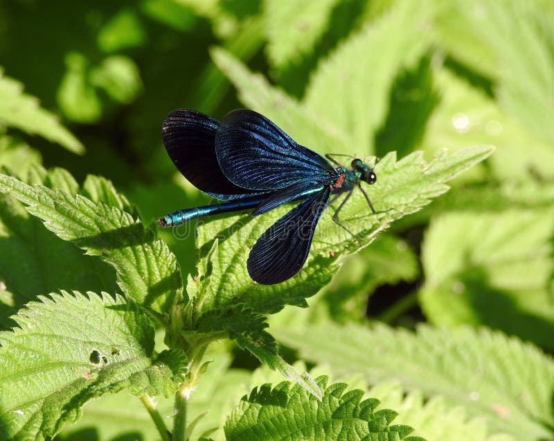 Blue Dragonfly on Leaf, Lithuania Stock Image - Image of white ...