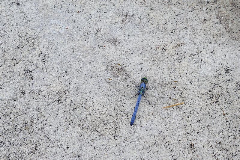A beautiful Blue dragonfly stock image. Image of green - 52969511