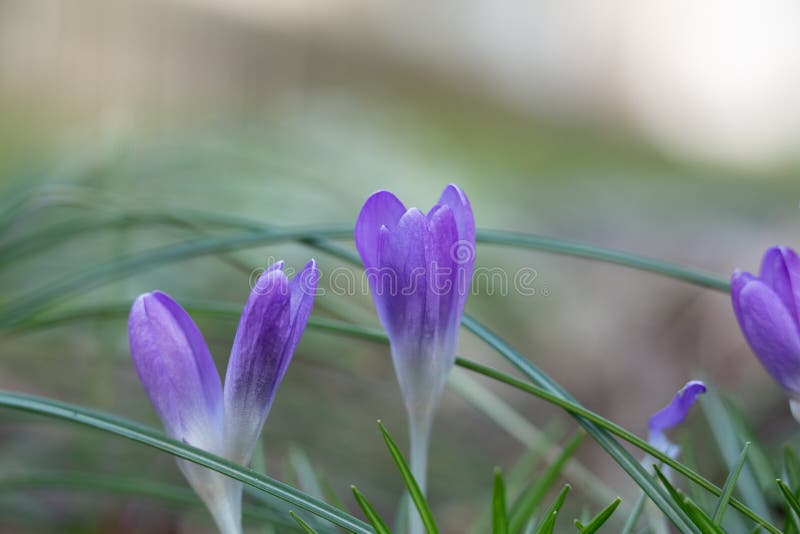 Beautiful Blue Early Crocus with Natural Background Stock Photo - Image ...