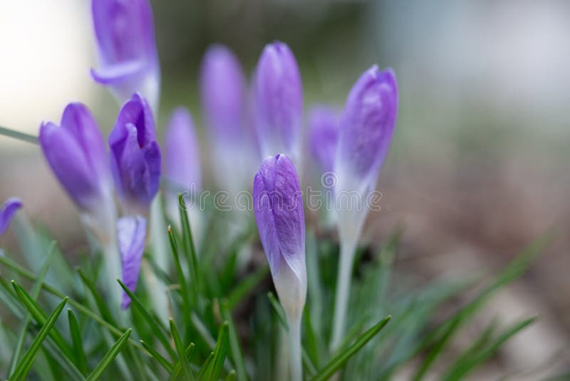Beautiful Blue Early Crocus with Natural Background Stock Photo - Image ...